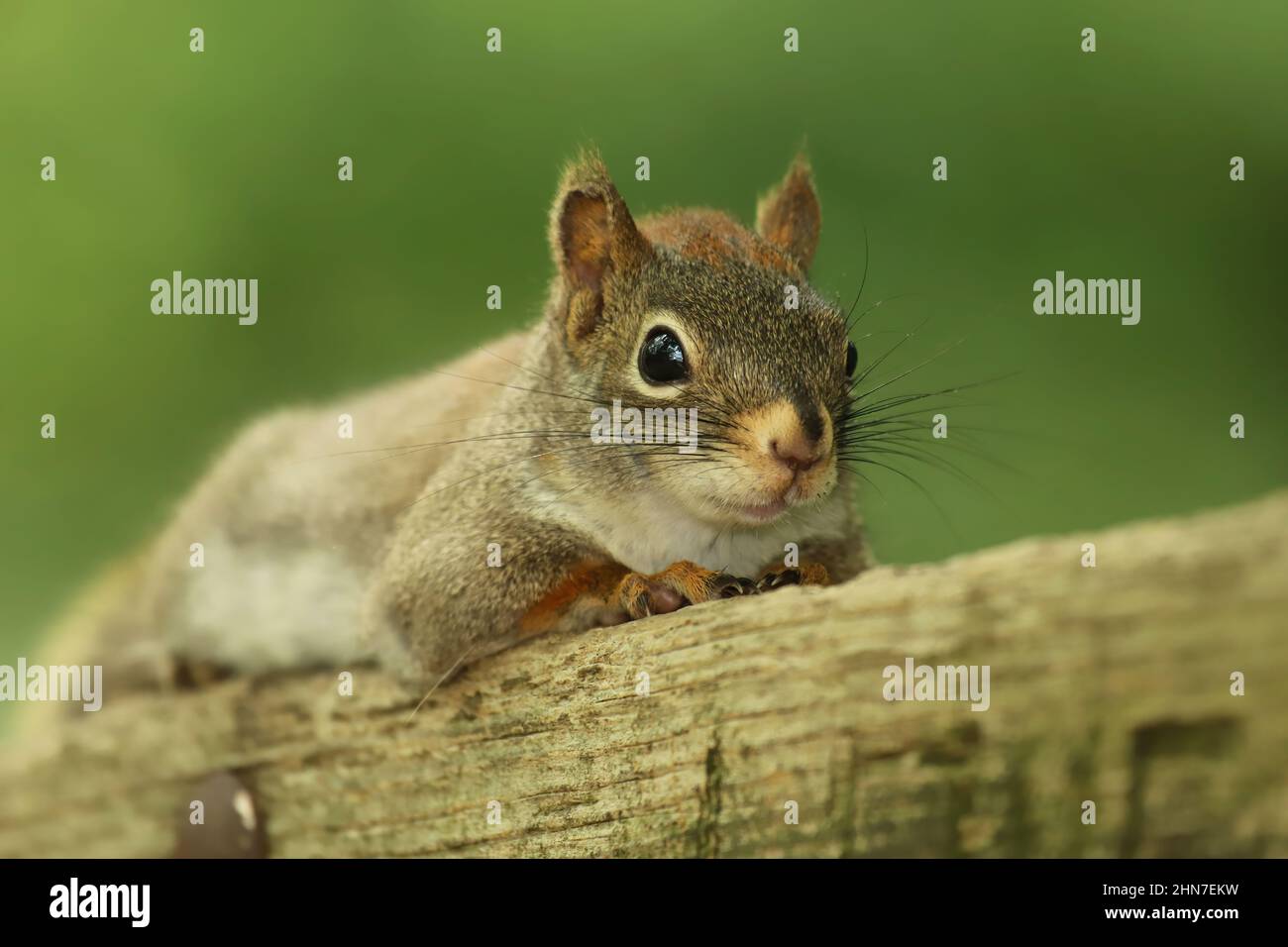 Red squirrel relaxing Stock Photo - Alamy