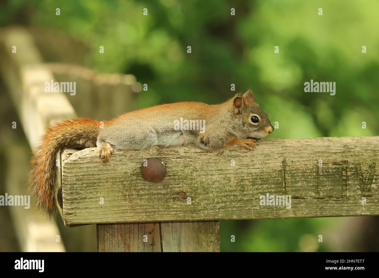 Resting on fence hi-res stock photography and images - Alamy