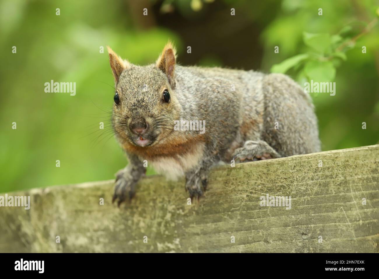 Squirrel sciurus carolinensis staring hi-res stock photography and ...