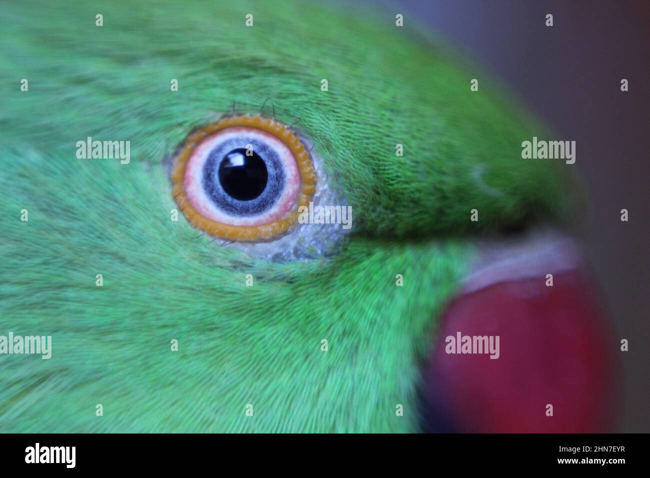 Macro shot of an Bangladeshi parrot's eye beautiful eyes of parrot ...