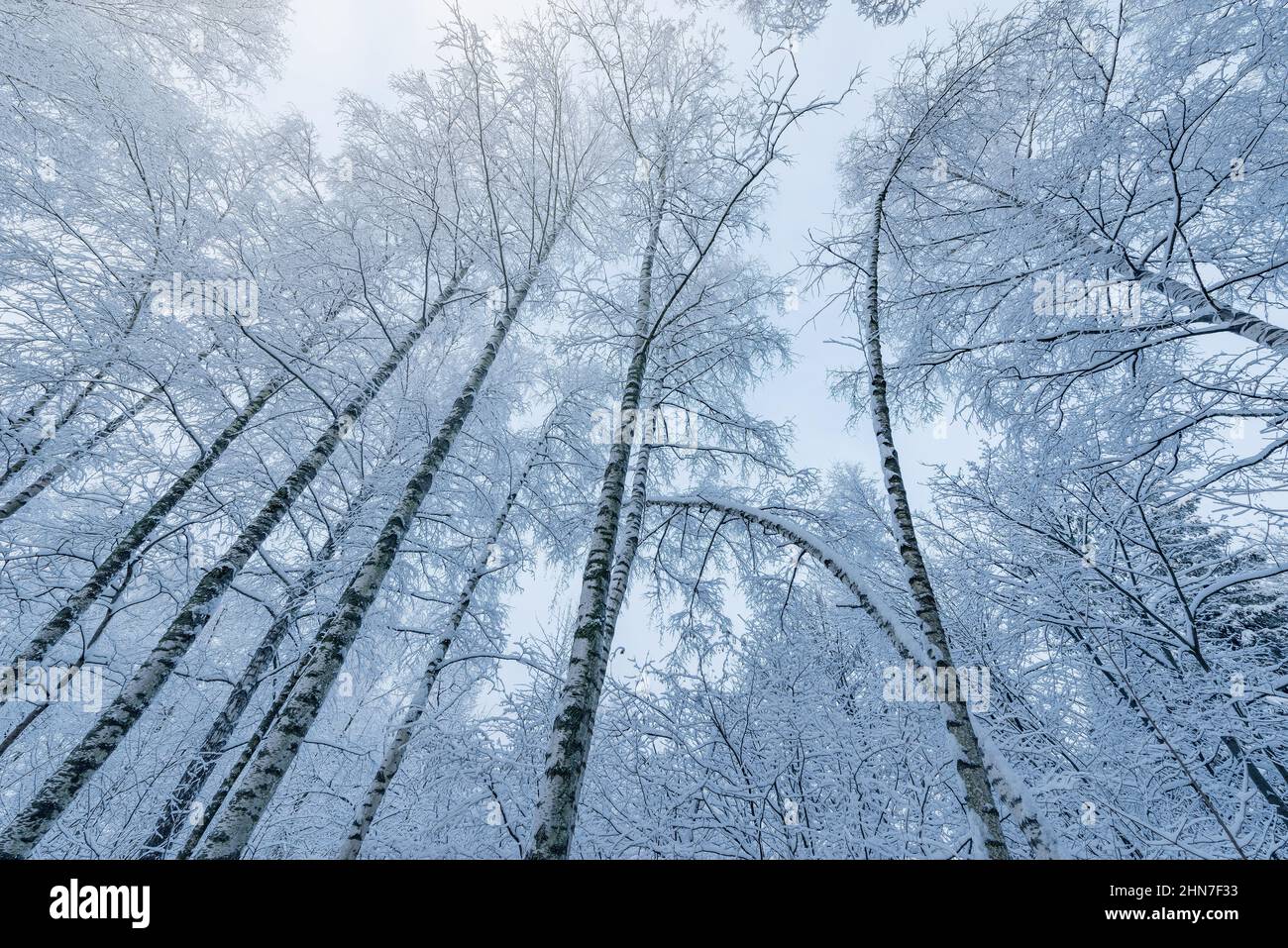 Birch tree trunks and branches under the snow Stock Photo - Alamy