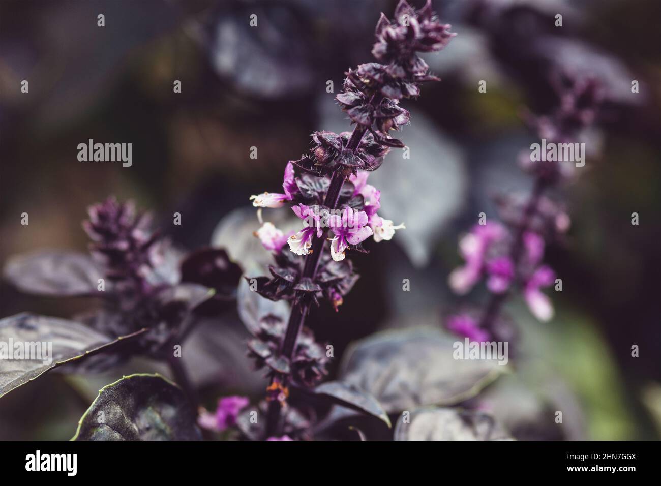 Basil plant hi-res stock photography and images - Alamy