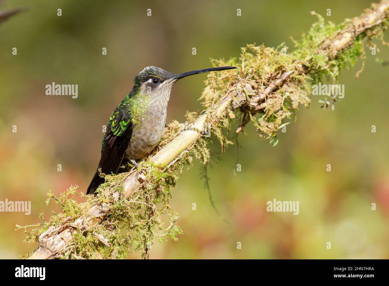 Talamanca Hummingbird (Eugenes spectabilis) , female formerly ...