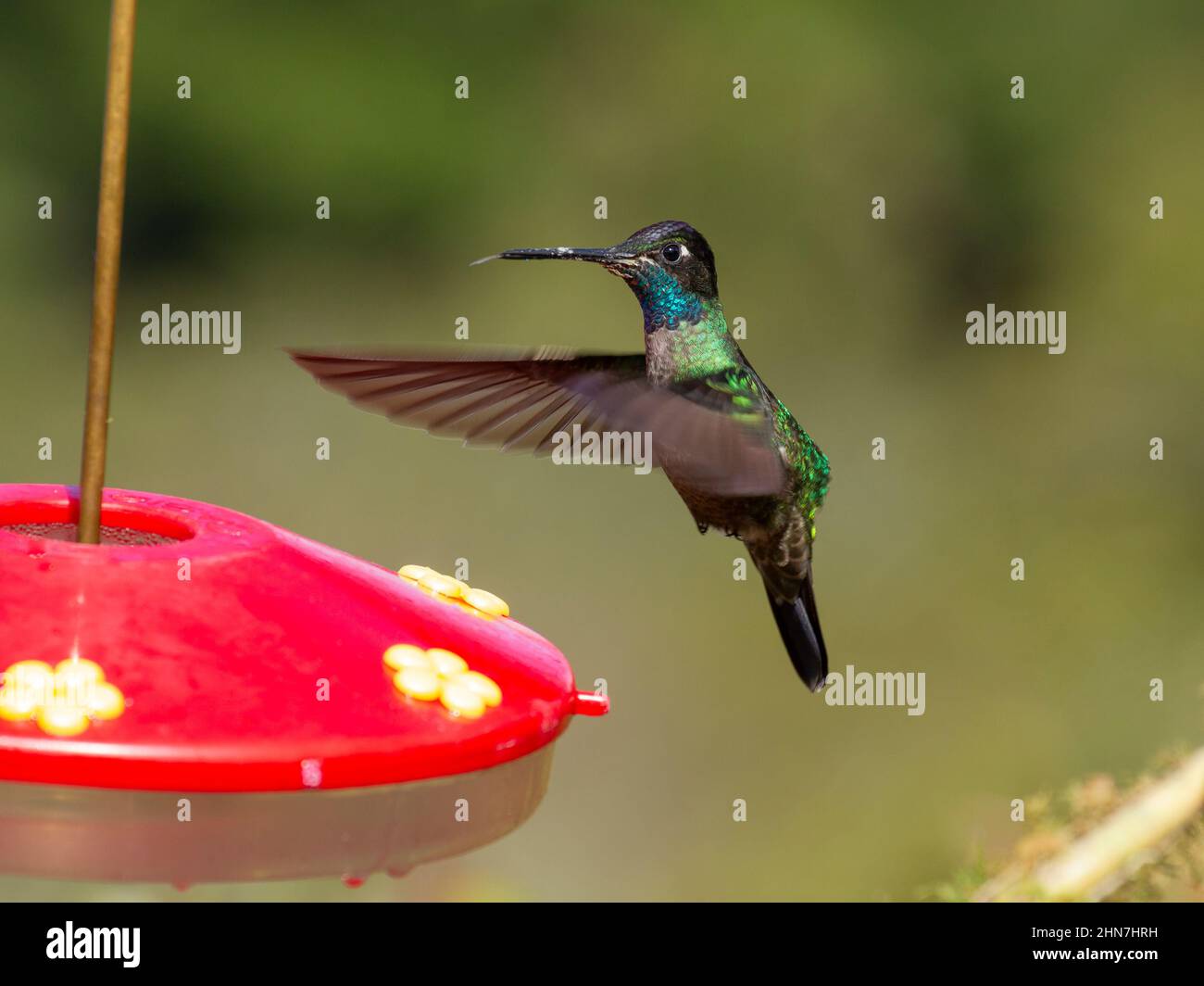 Talamanca Hummingbird (Eugenes spectabilis) , male. Formerly ...
