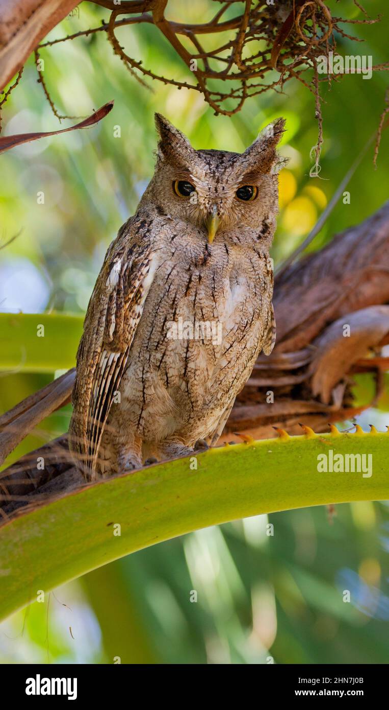 Megascops hi-res stock photography and images - Alamy