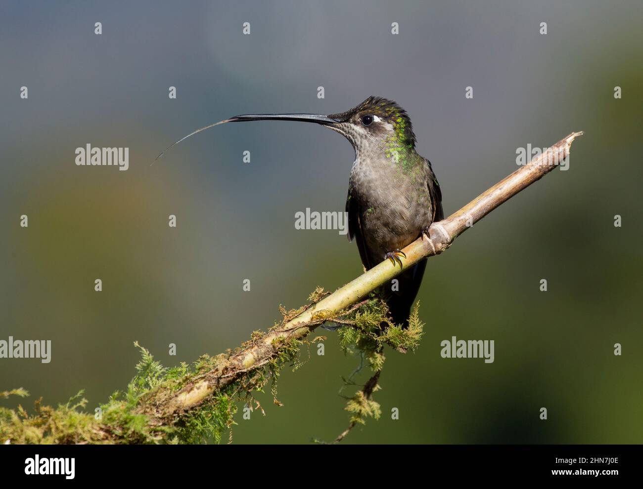 Talamanca Hummingbird (Eugenes spectabilis) , female formerly ...
