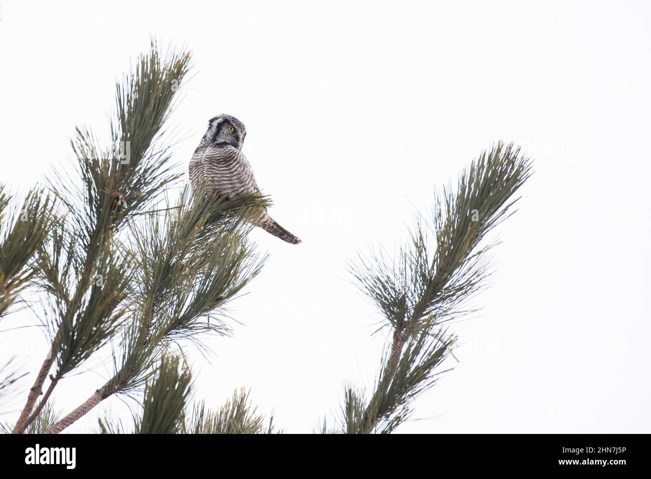 Northern hawk owl surnia ulula hunting hi-res stock photography and ...