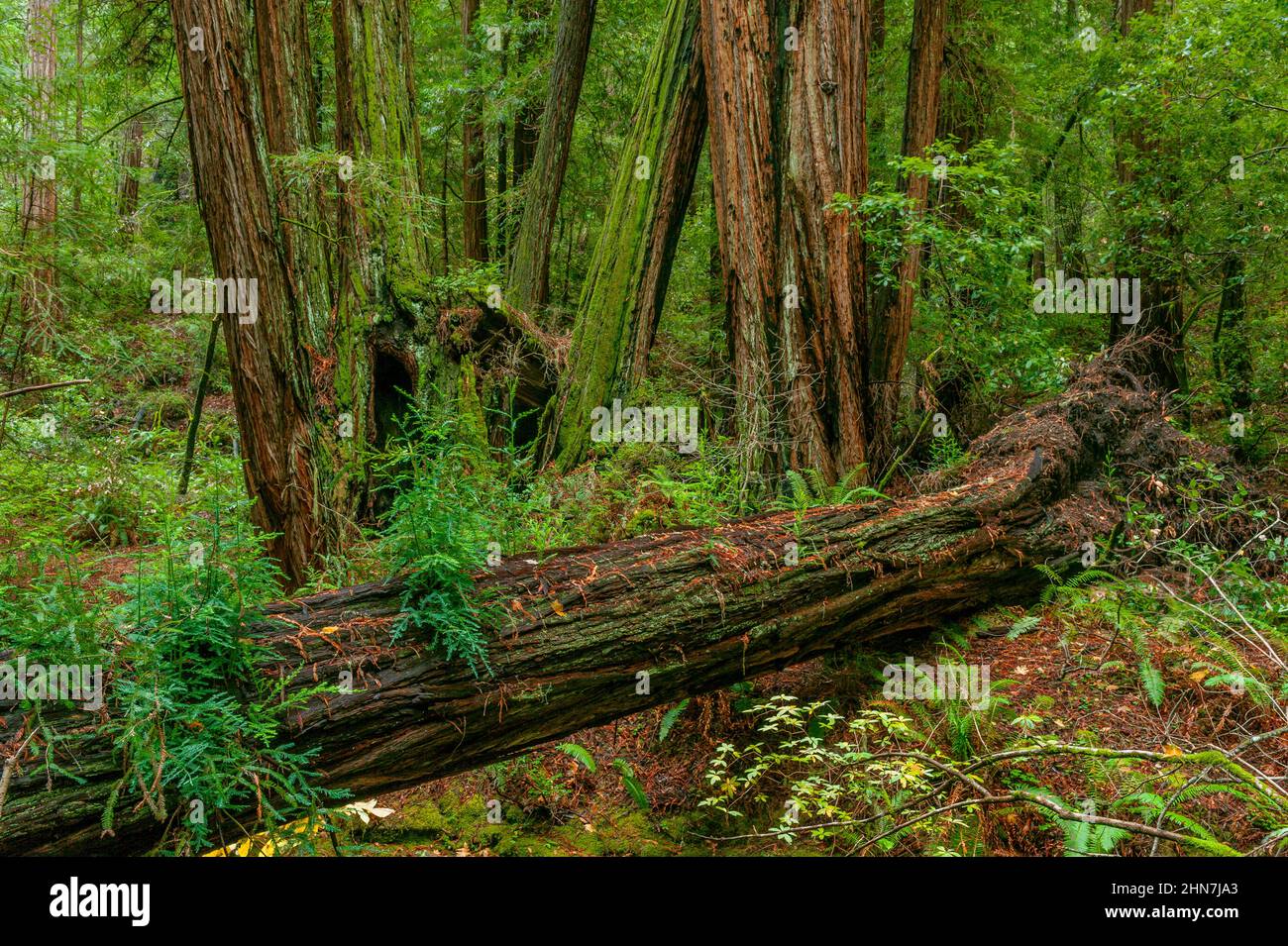 Sequoia woods hi-res stock photography and images - Alamy