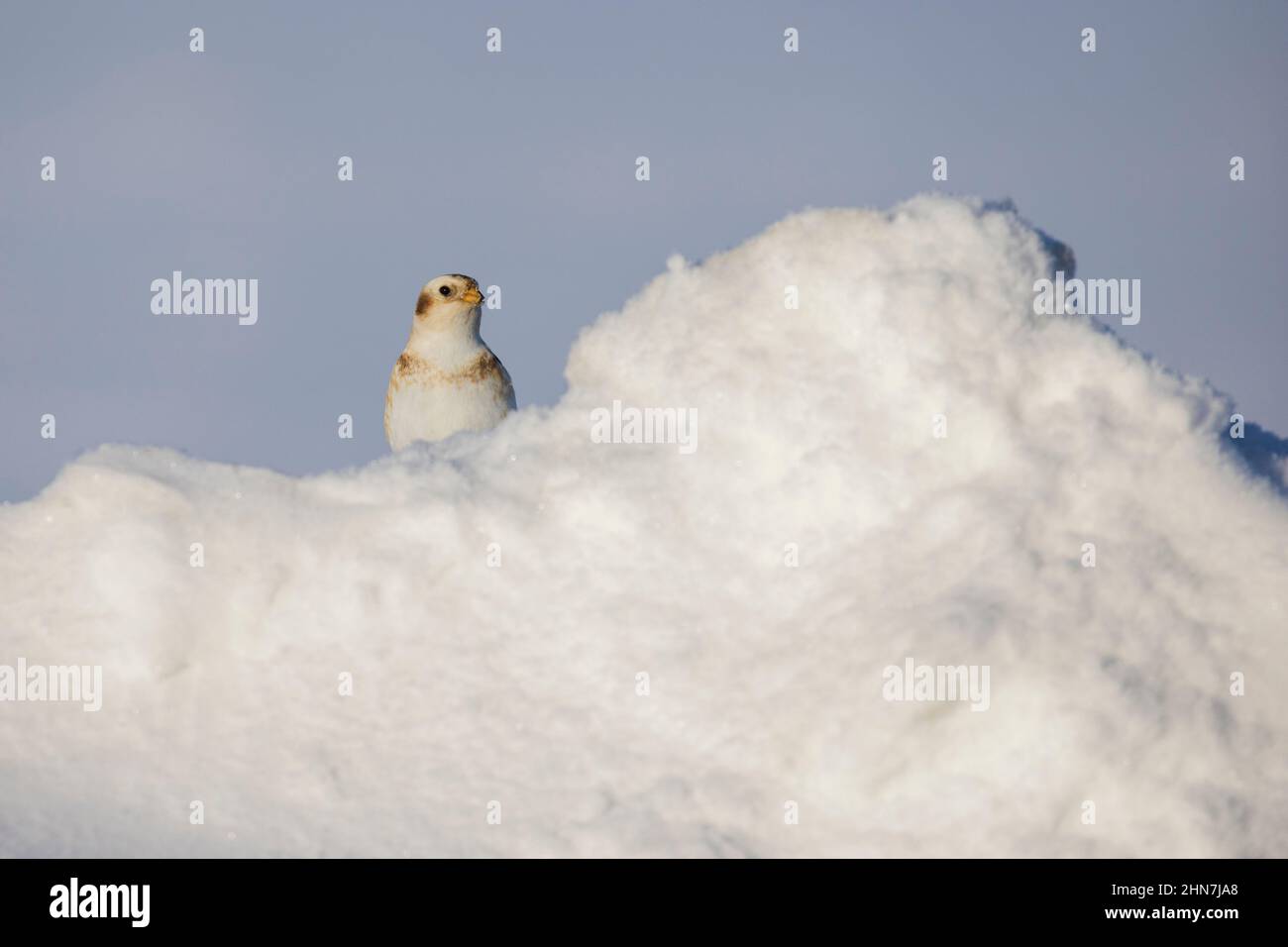 snow bunting in Canadian winter Stock Photo - Alamy