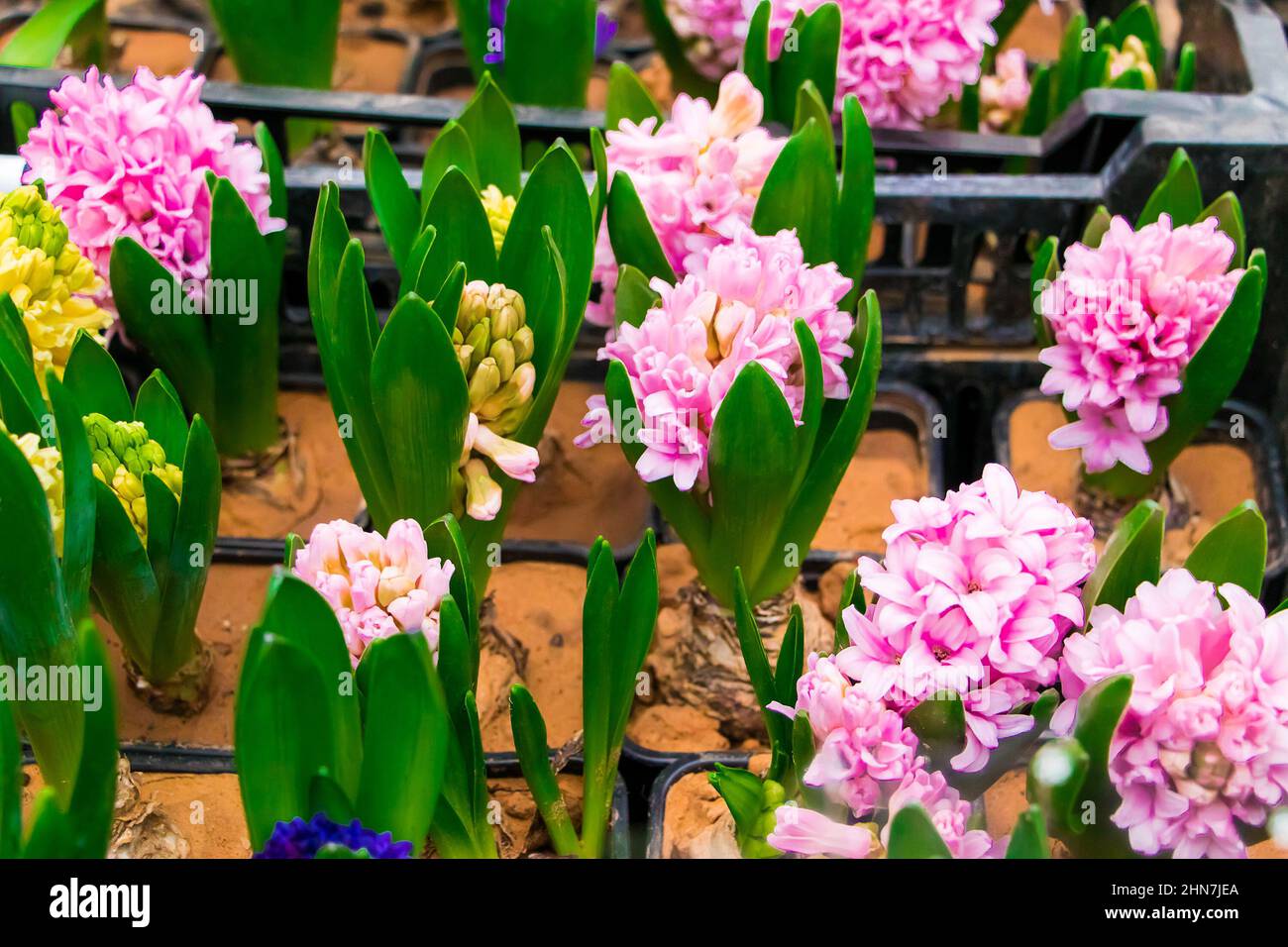 Multi-colored hyacinths in pots. Sale at flower shop. Home gardening ...