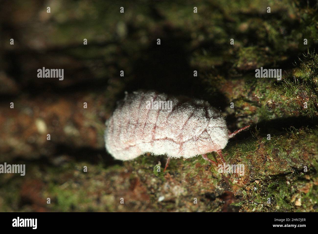 Giant scale insect (Coelostomidia sp.) on moss covered tree trunk Stock ...
