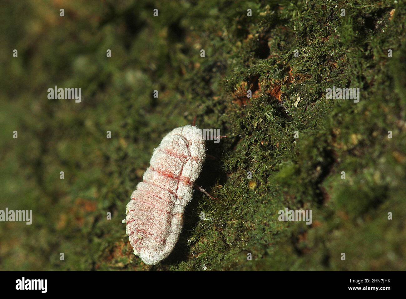 Giant scale insect (Coelostomidia sp.) on moss covered tree trunk Stock ...