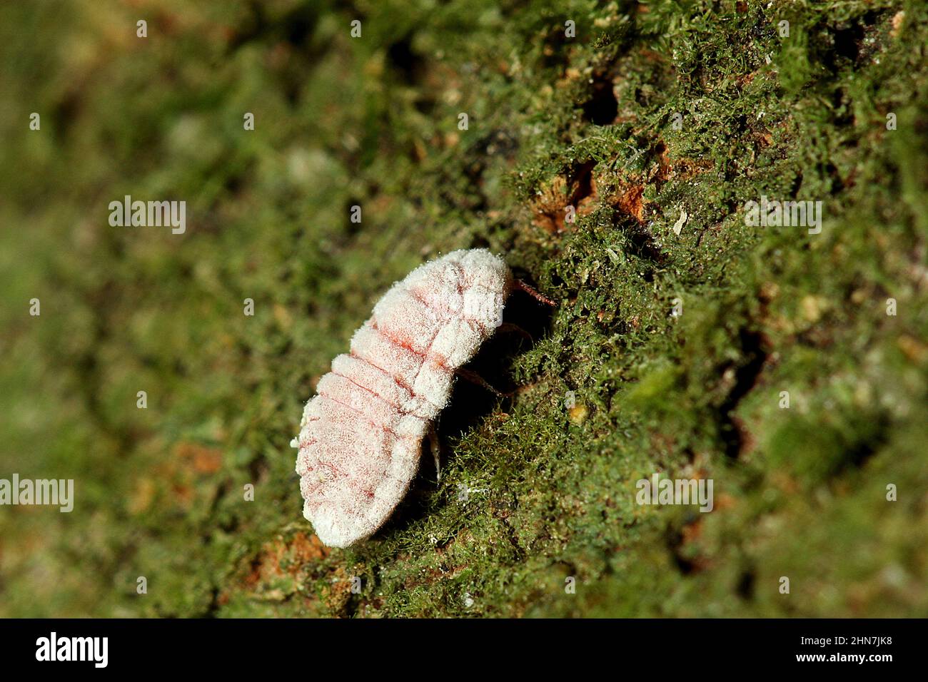 Giant scale insect (Coelostomidia sp.) on moss covered tree trunk Stock ...
