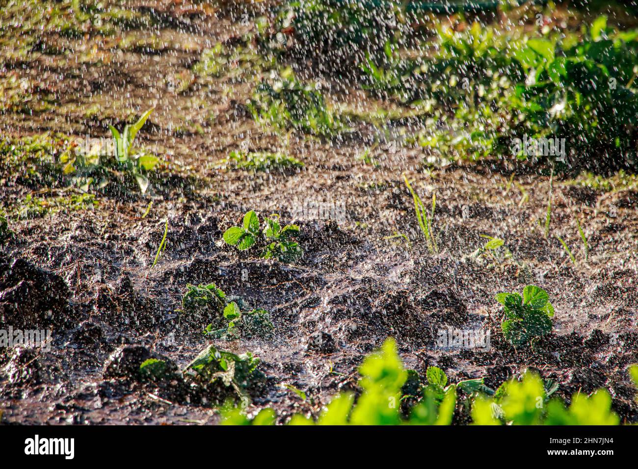 Splashing water in sun. Summer rain. Seedlings grow in garden Stock ...