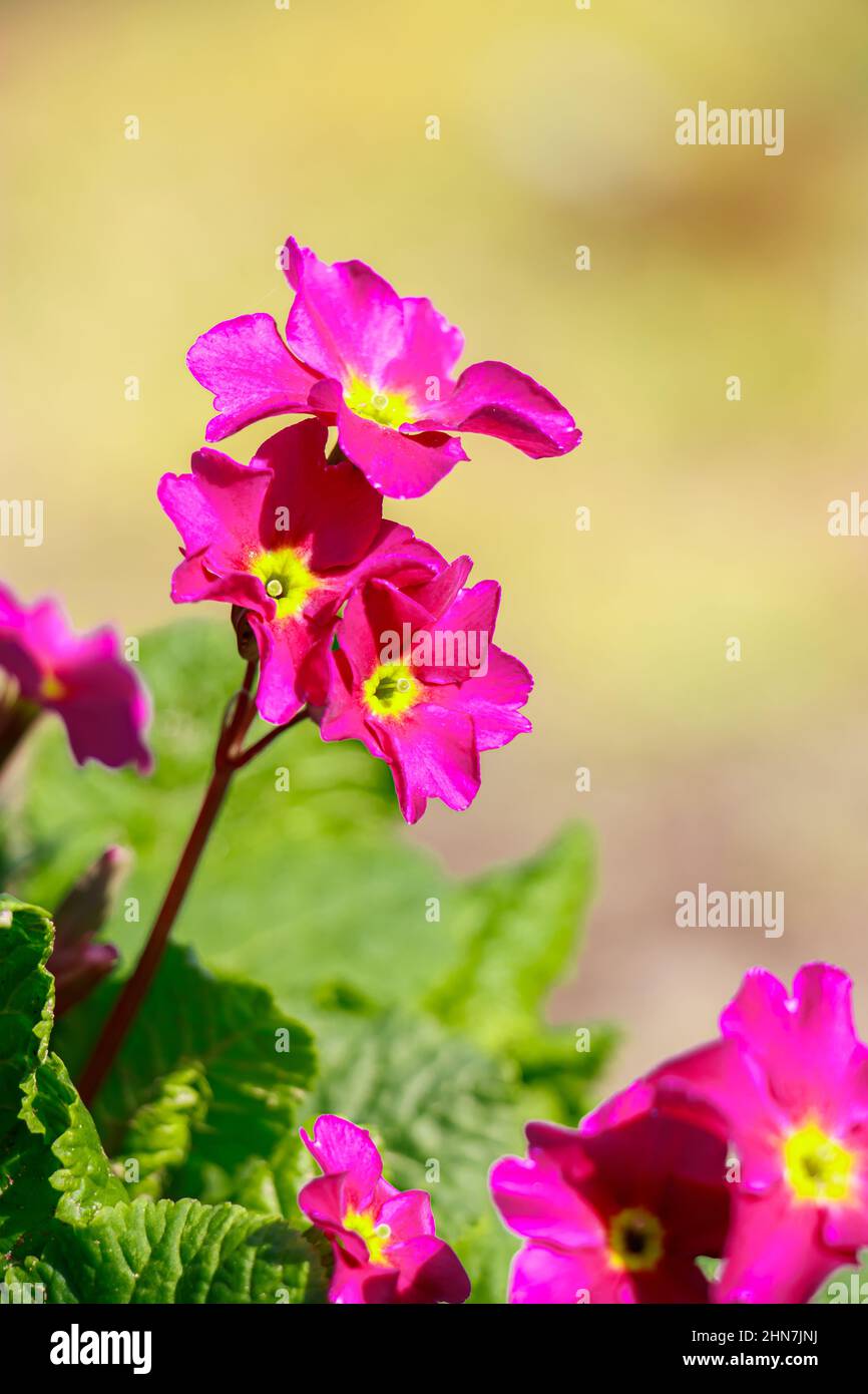 Purple primrose flowers close up. First plants in spring sunshine ...