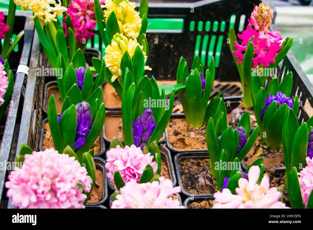 Multi-colored hyacinths in pots. Sale at flower shop. Home gardening ...