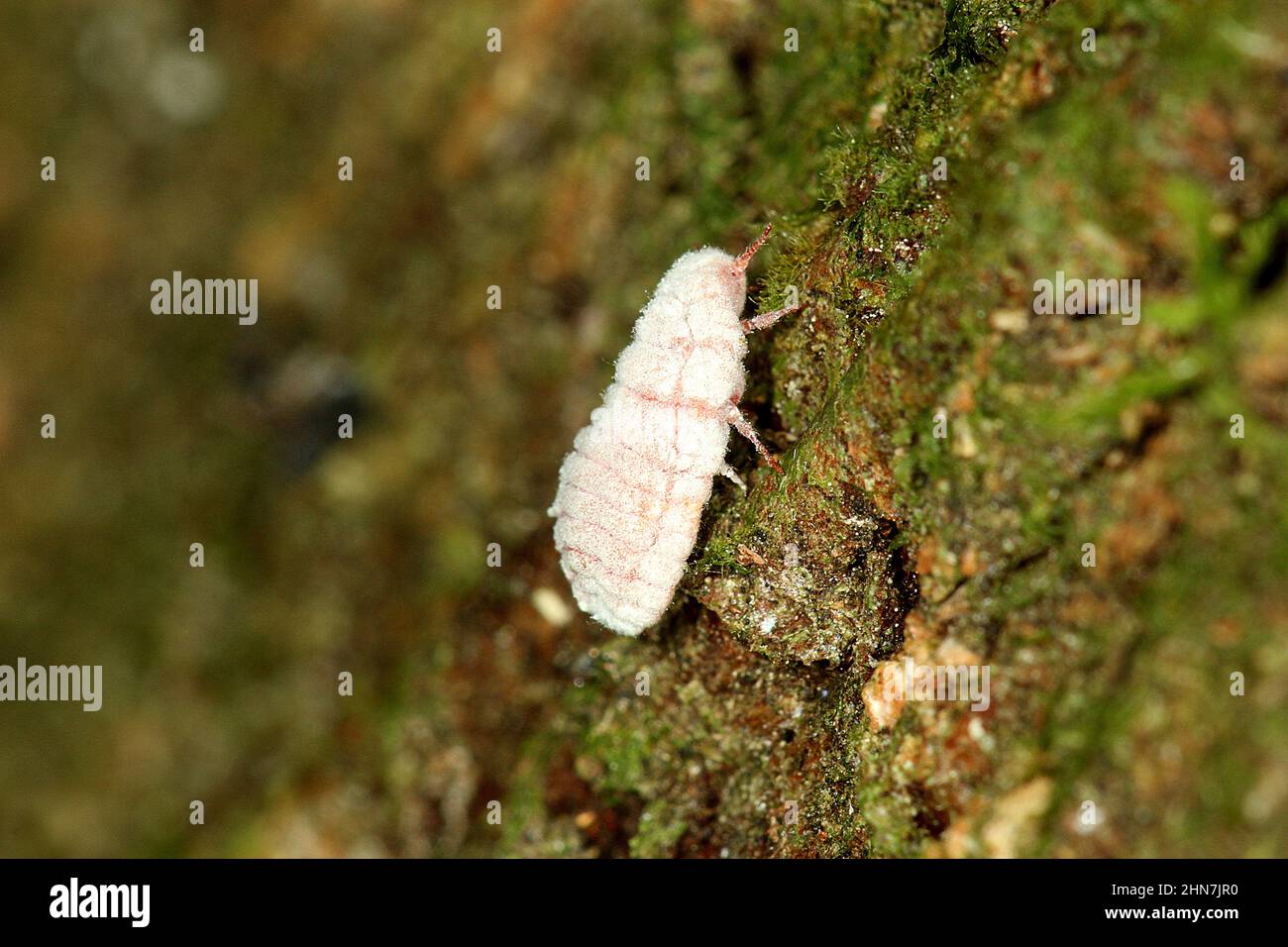 Giant scale insect (Coelostomidia sp.) on moss covered tree trunk Stock ...