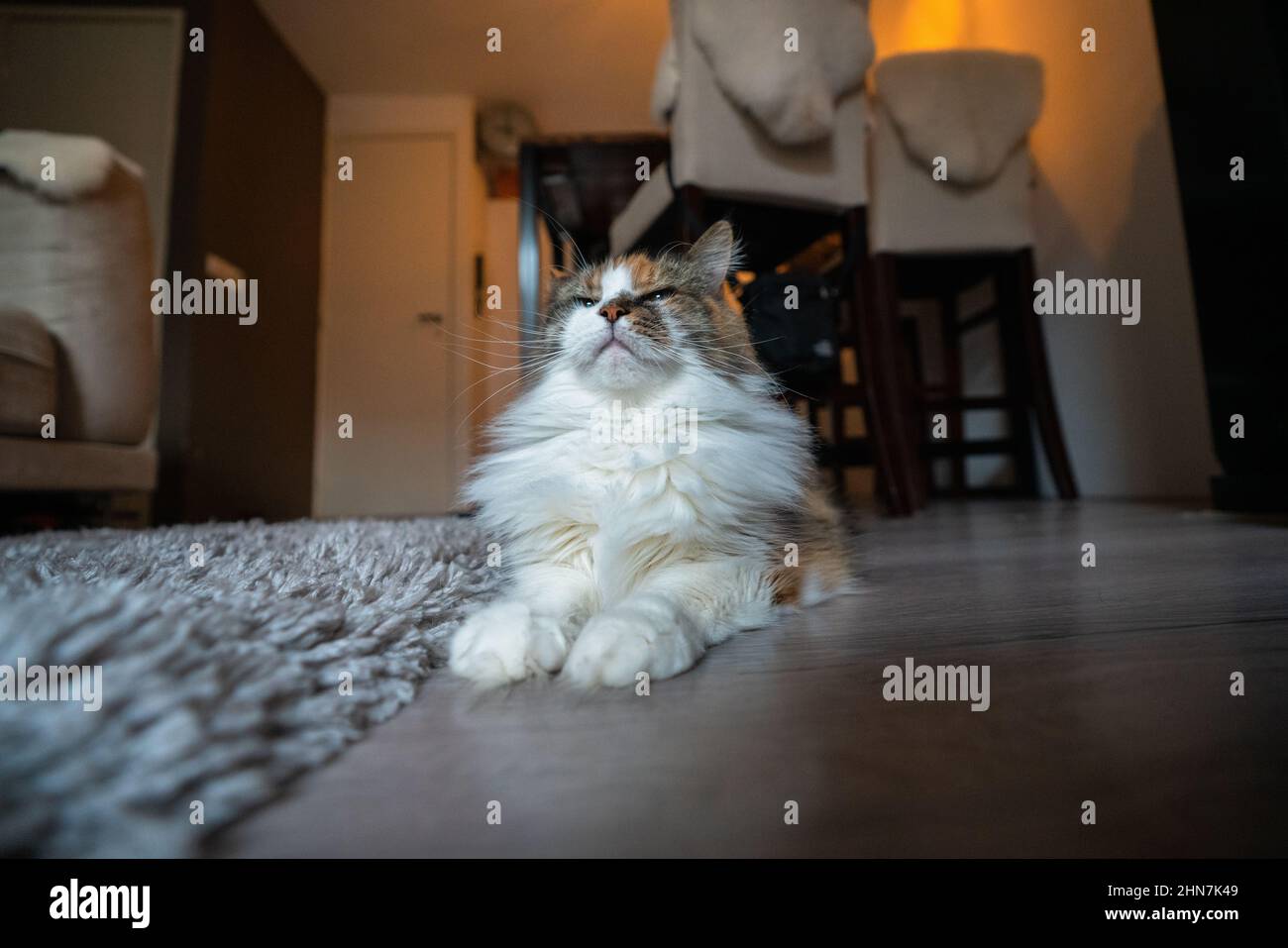 Cat named Beau in the apartment Stock Photo - Alamy