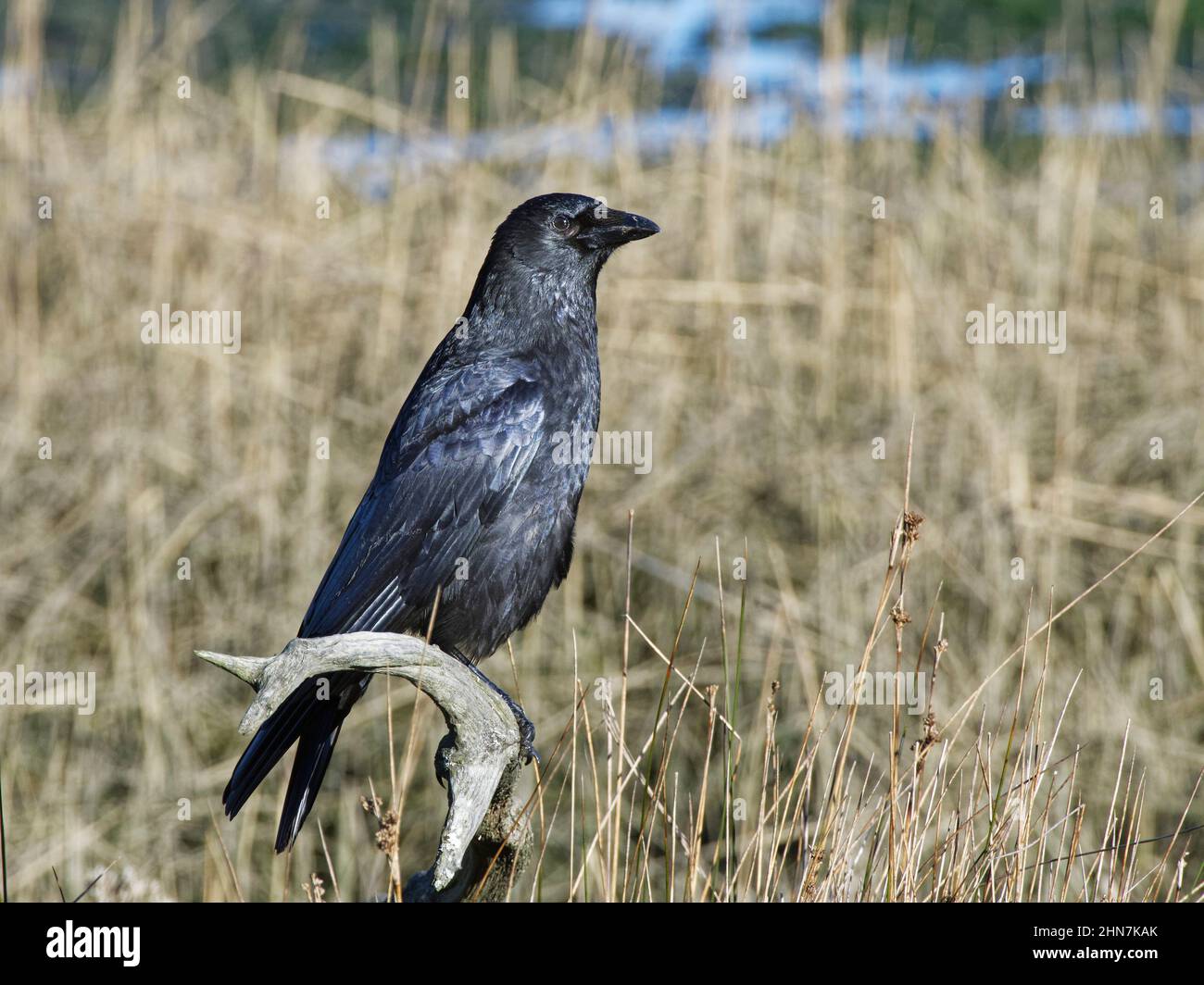 Carrion crow (Corvus corone) perched on a stick on a saltmarsh, RSPB ...