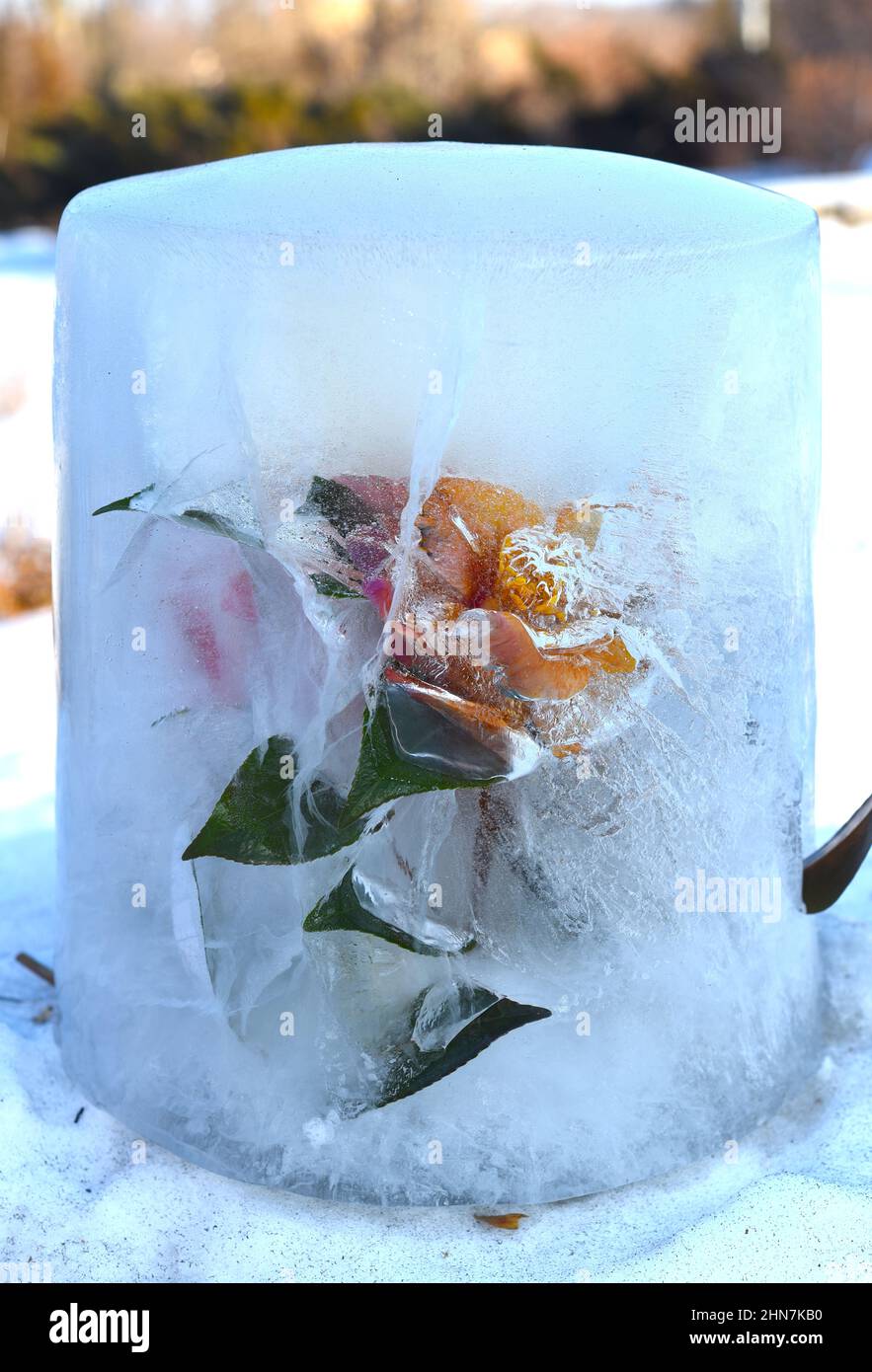 Frozen flowers hi-res stock photography and images - Alamy