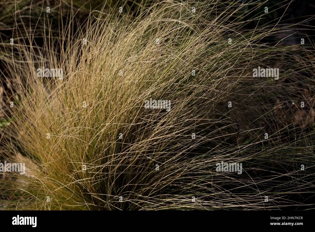 Yellow long dry grass regenerates on a sunny spring day in the park ...