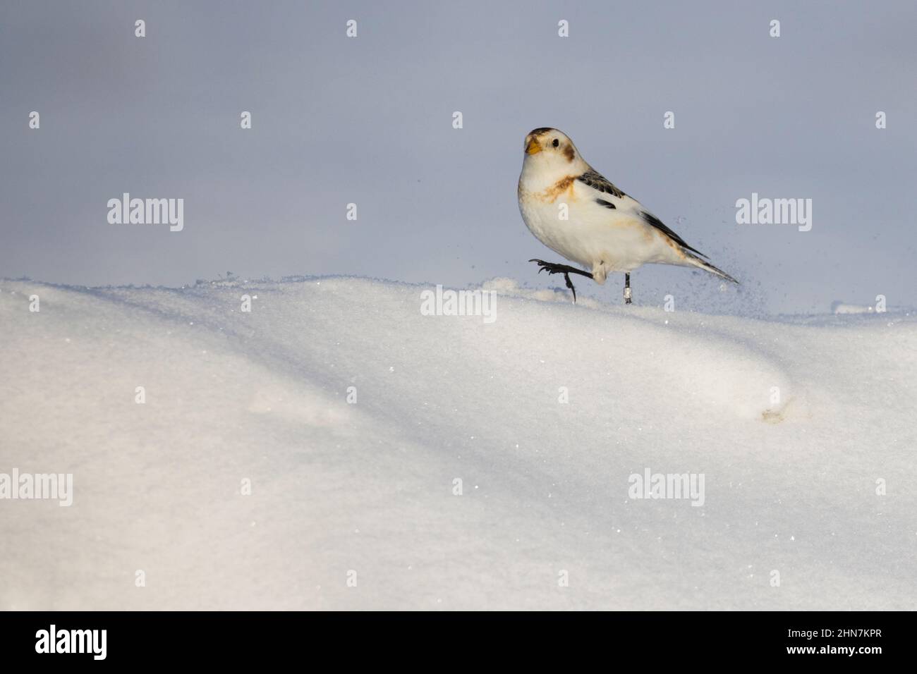 snow bunting in Canadian winter Stock Photo - Alamy