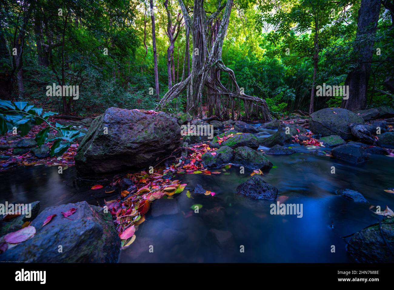 Red leaves and tropical plant at sunset hi-res stock photography and ...