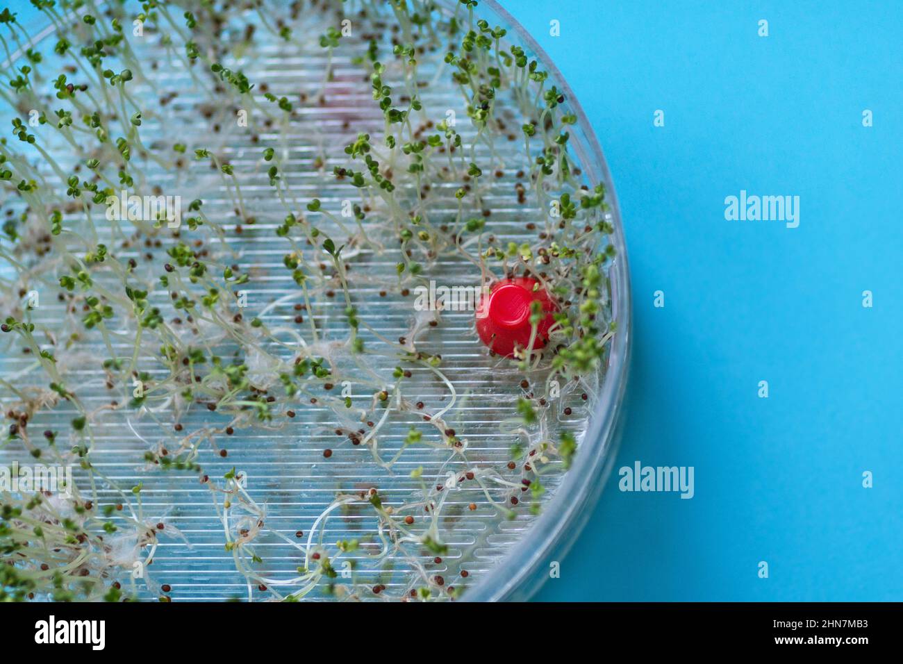 fresh broccoli sprouts in a transparent sprouter, blue background Stock ...