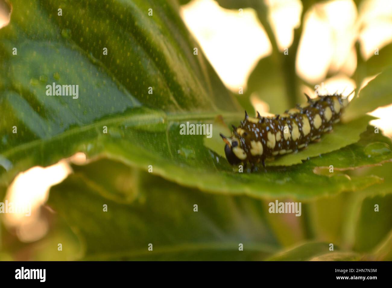 The very hungry caterpillar hi-res stock photography and images - Alamy