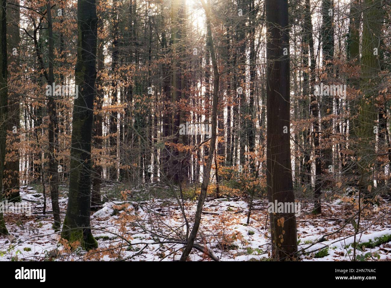 Beautiful shot of a forest full of tall trees in winter season Stock ...