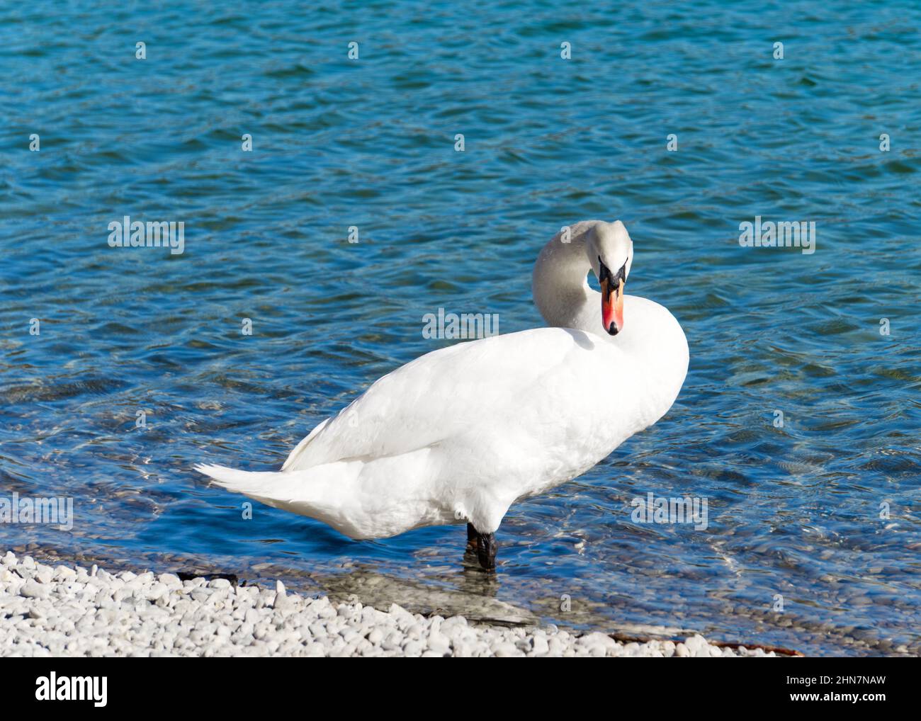 Beautiful rotating white feather bird hi-res stock photography and ...