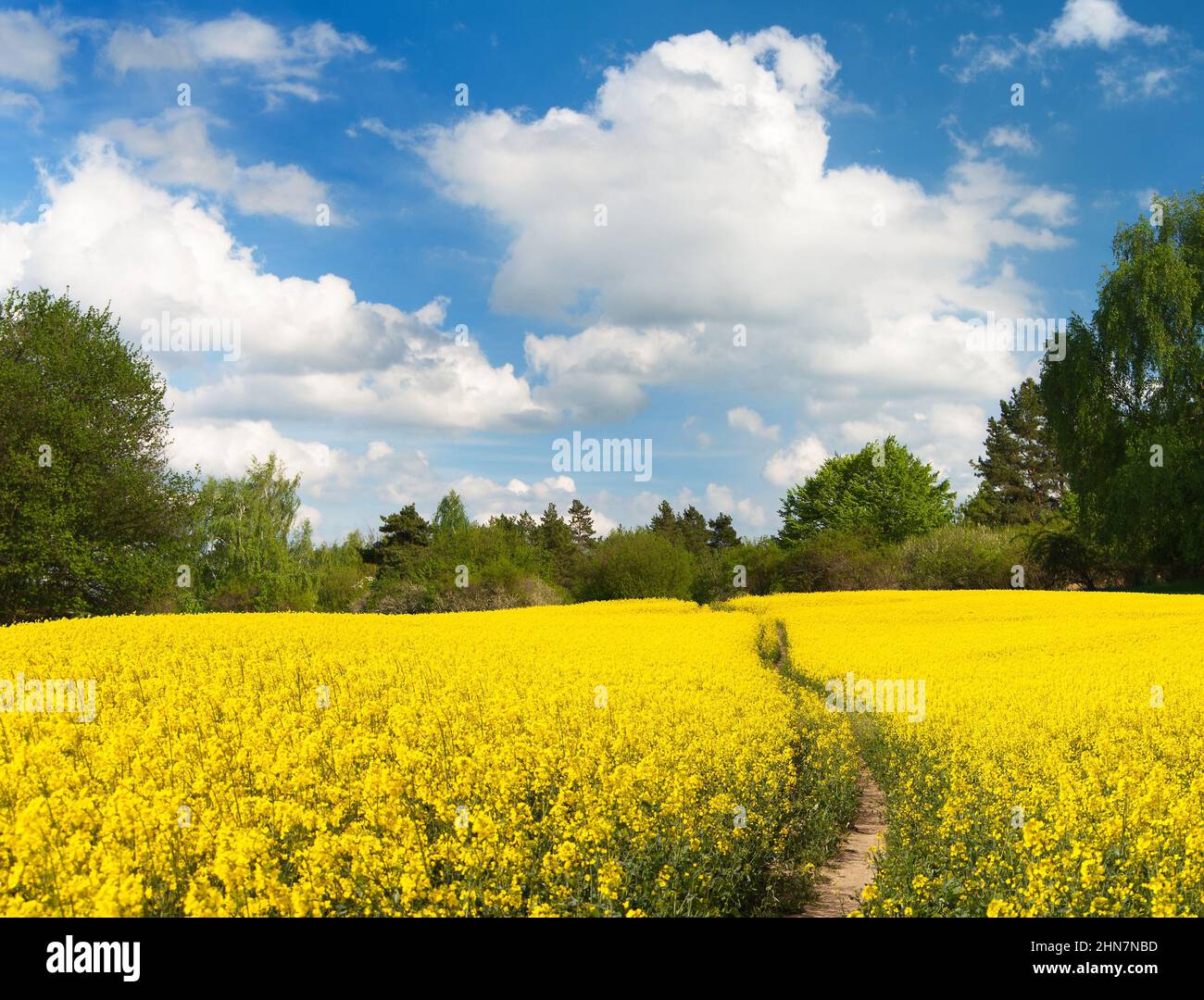Field of rapeseed, canola or colza in Latin Brassica napus with path ...