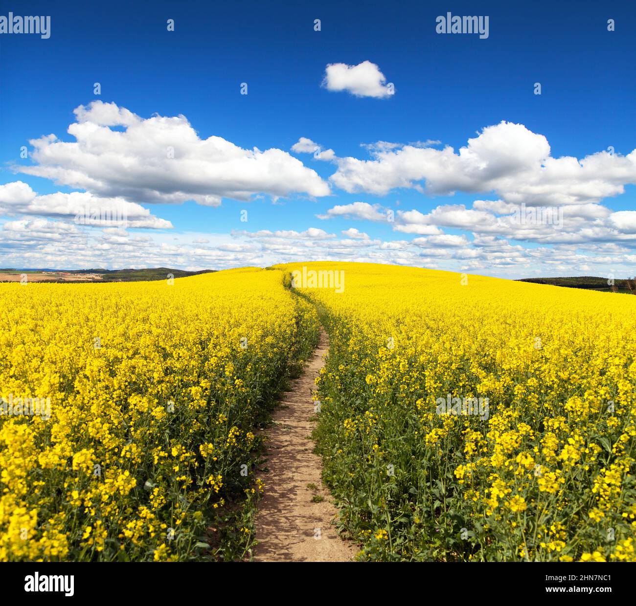 Field of rapeseed, canola or colza in Latin Brassica napus with path ...