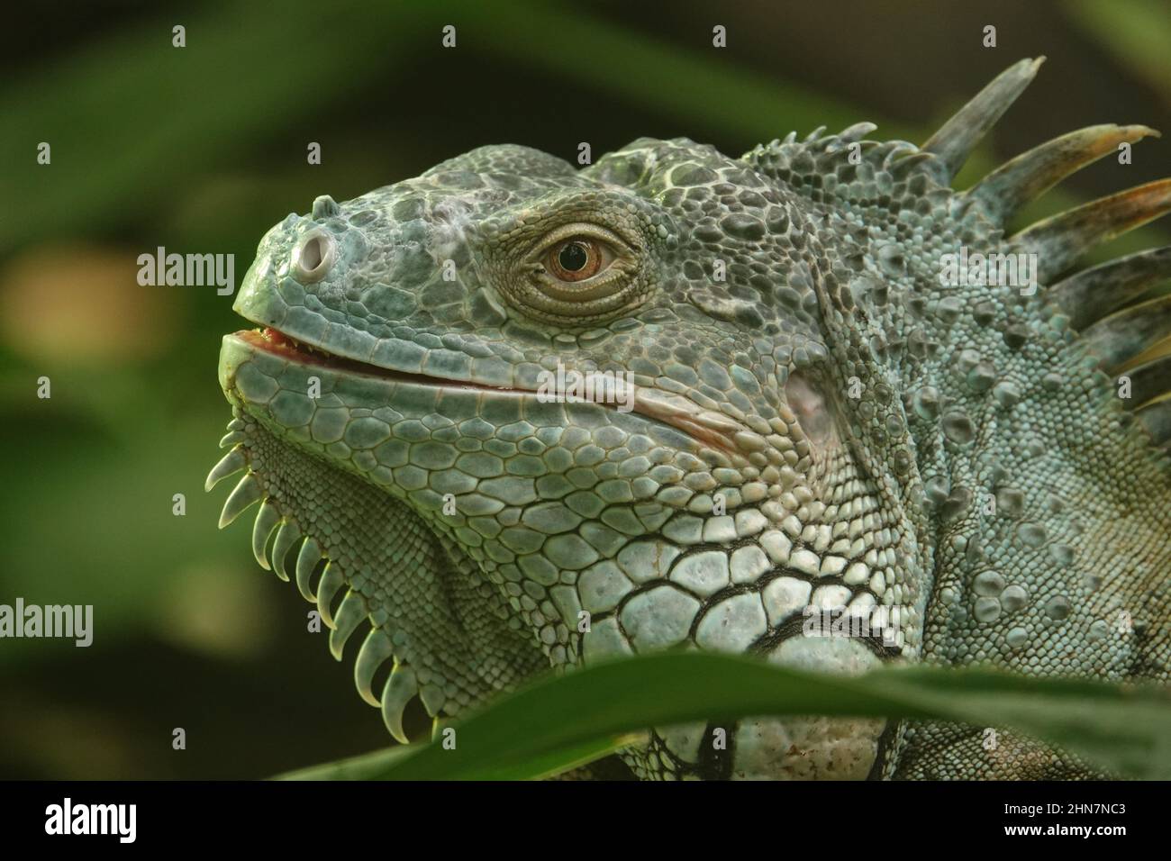 Common large iguana lizard Stock Photo - Alamy