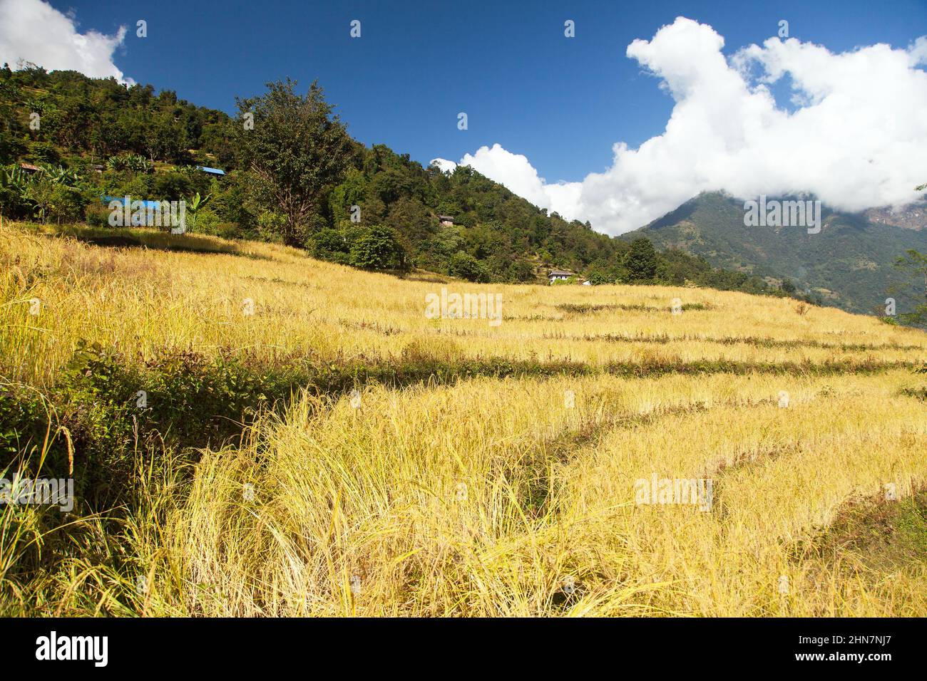Upland rice hi-res stock photography and images - Alamy