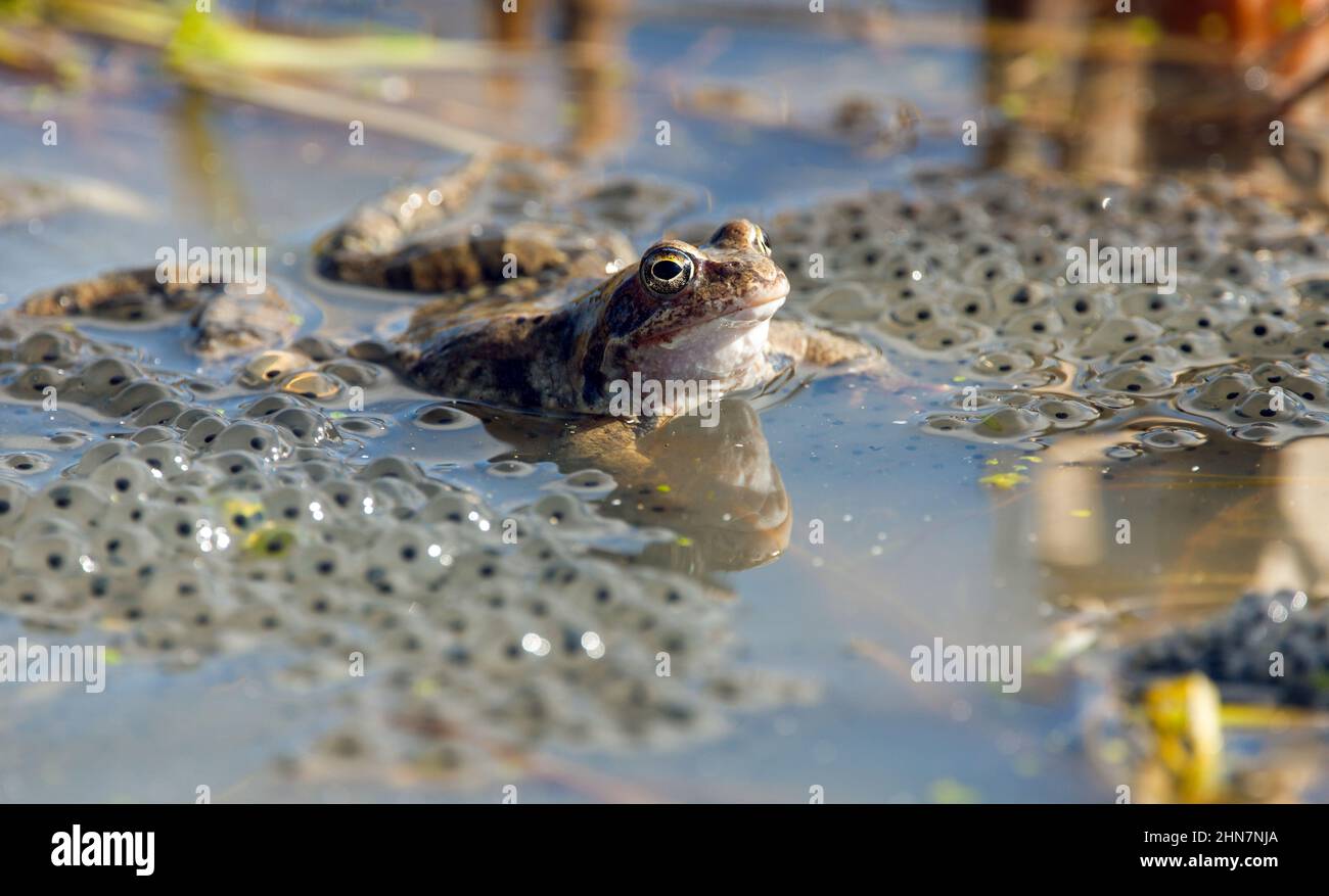 European Common brown Frog in latin Rana temporaria with eggs Stock Photo - Alamy