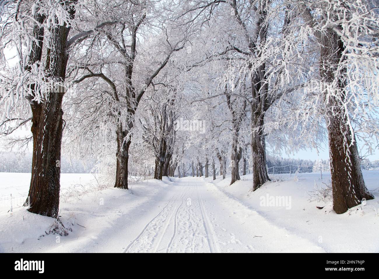 wintry landscape scenery with road way and alley vista Stock Photo - Alamy