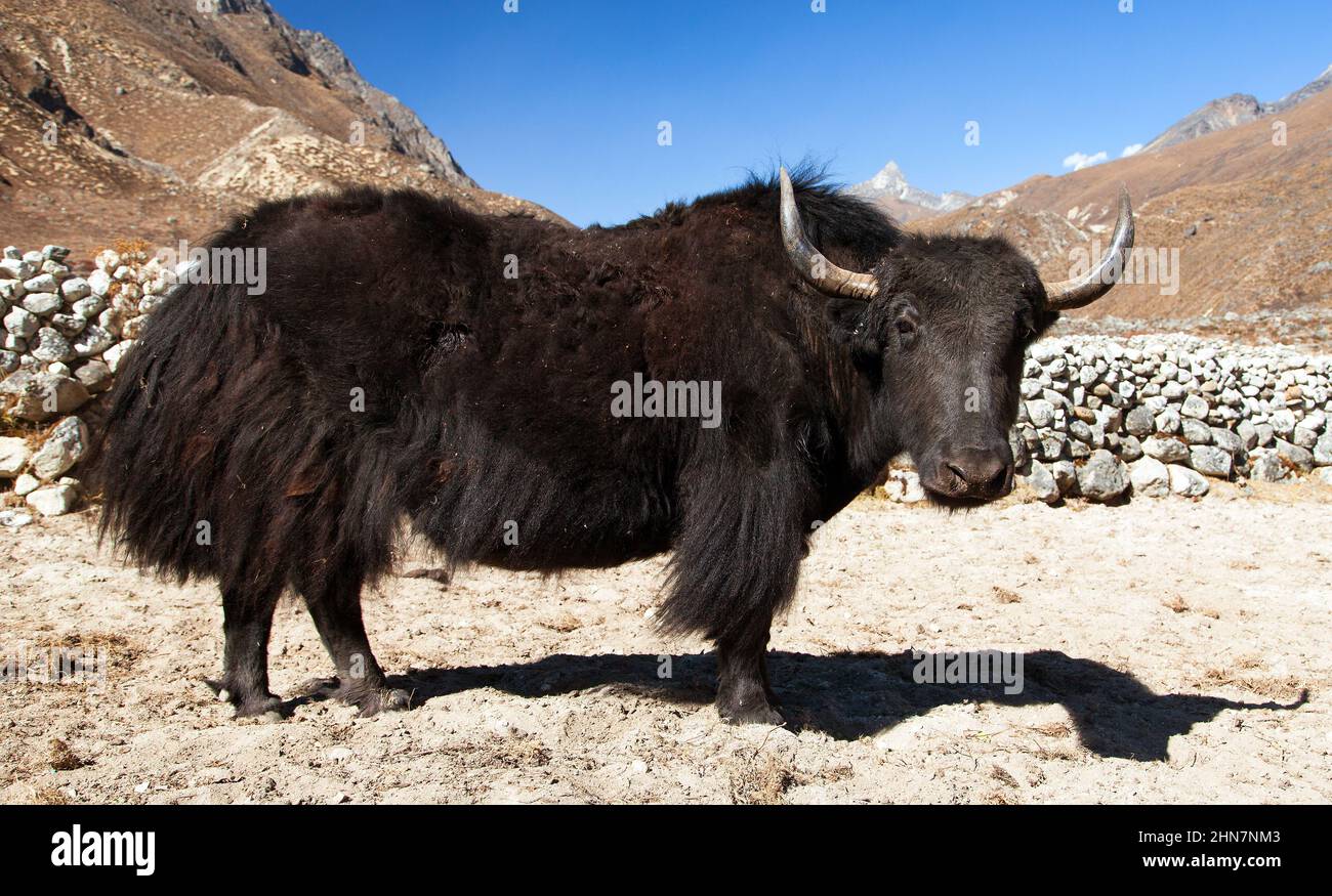 Himalayan black yak hi-res stock photography and images - Alamy