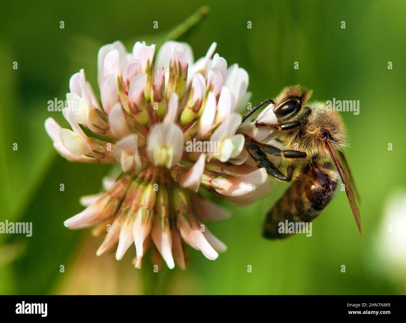 bee or honeybee on white clover flower, honey bee is in latin apis ...