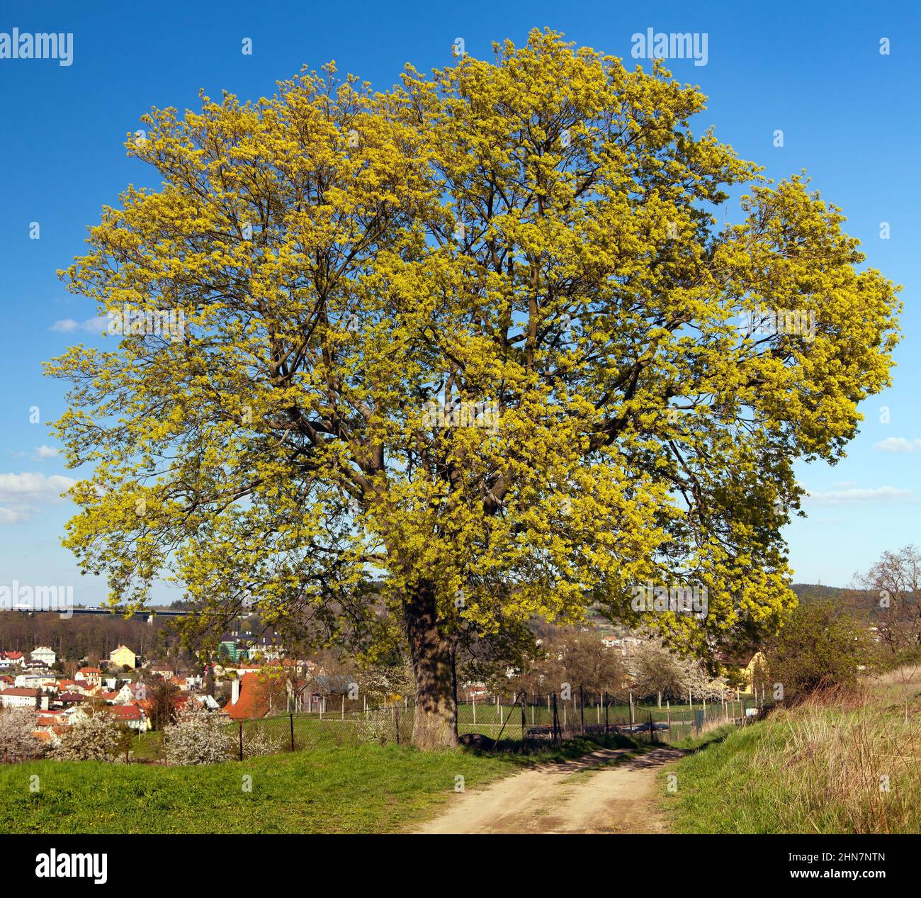 Springtime view of maple tree Stock Photo - Alamy