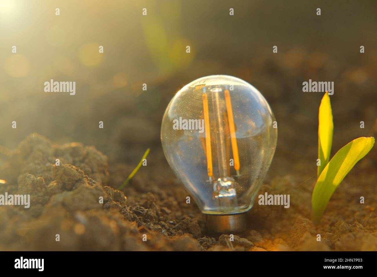 Electricity concept.Green energy .Light bulb and green sprouts close-up ...