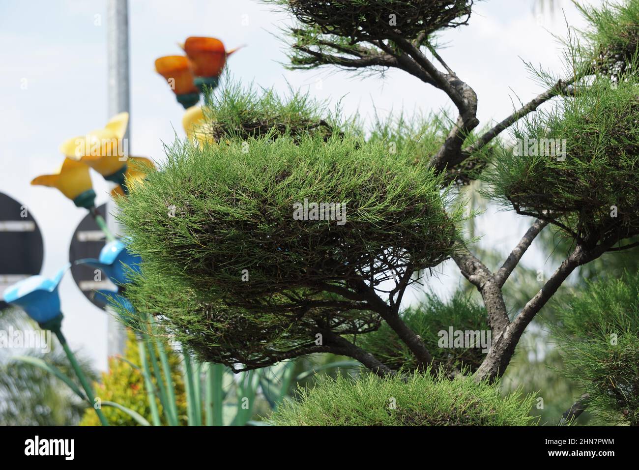 Sheoaks (Casuarinaceae, Allocasuarina) with natural background ...