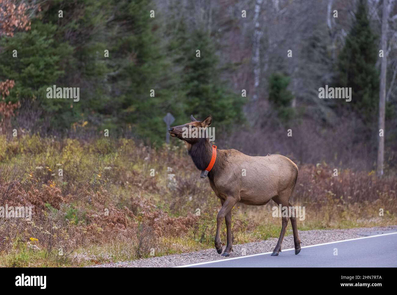 Collared female elk hi-res stock photography and images - Alamy