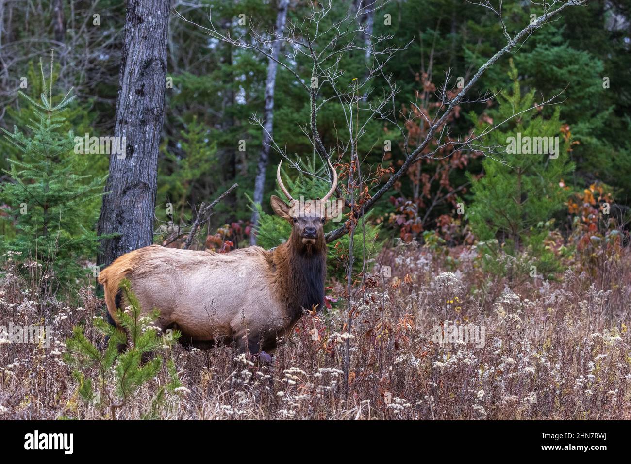Spike elk in Clam Lake, Wisconsin Stock Photo - Alamy