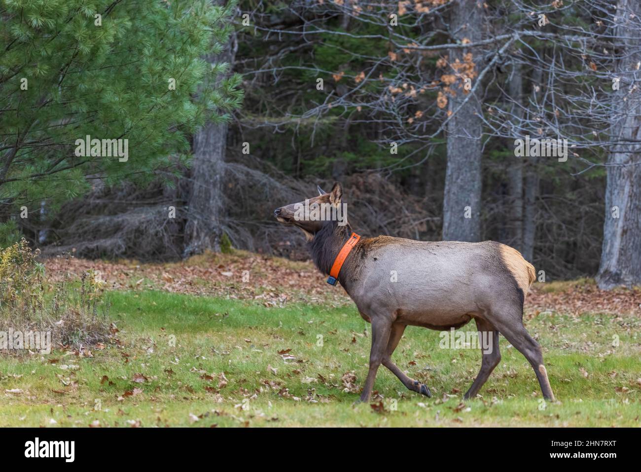 Collared female elk hi-res stock photography and images - Alamy