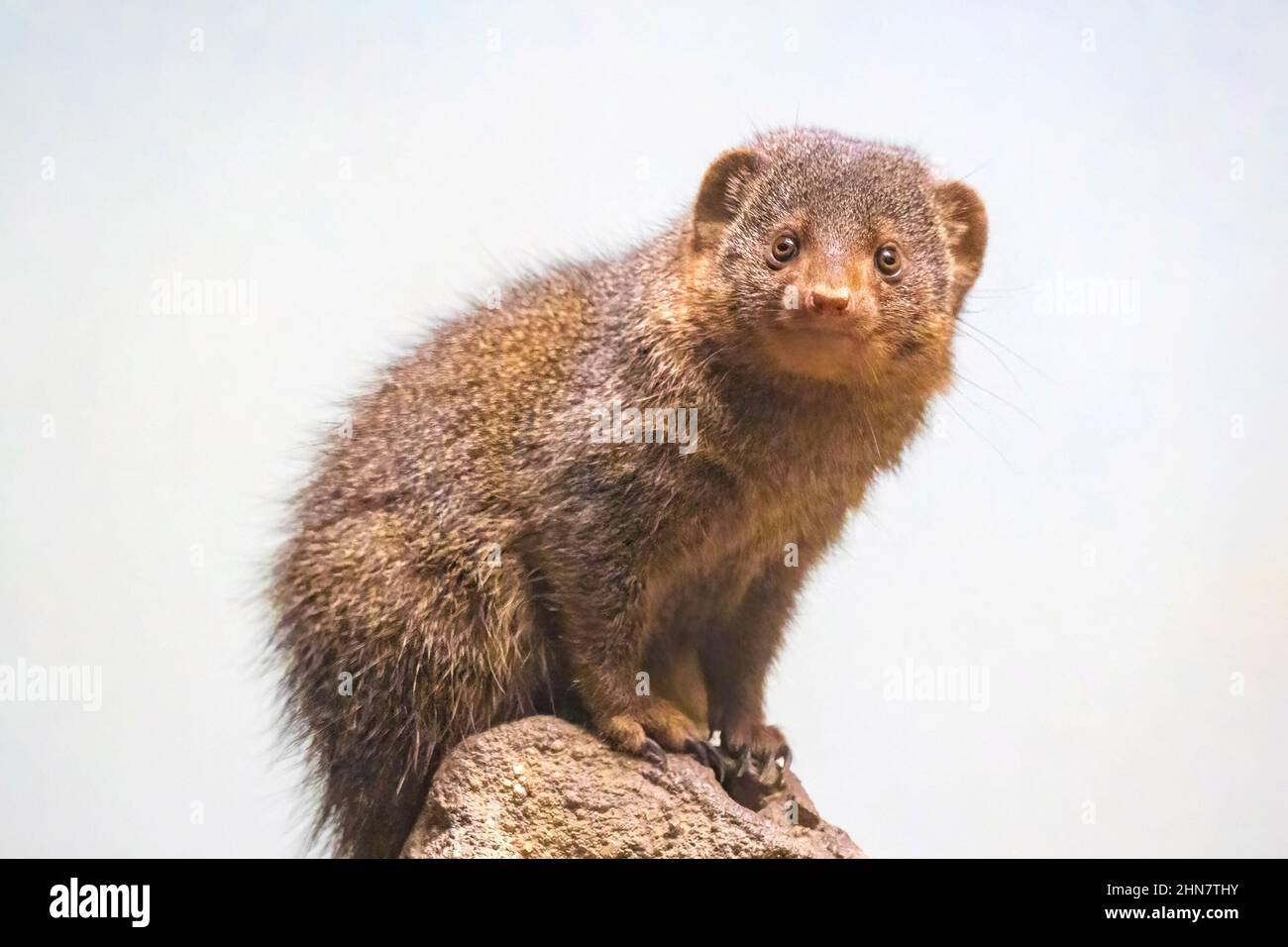 Cute mongoose close up portrait sitting on the rock Stock Photo - Alamy