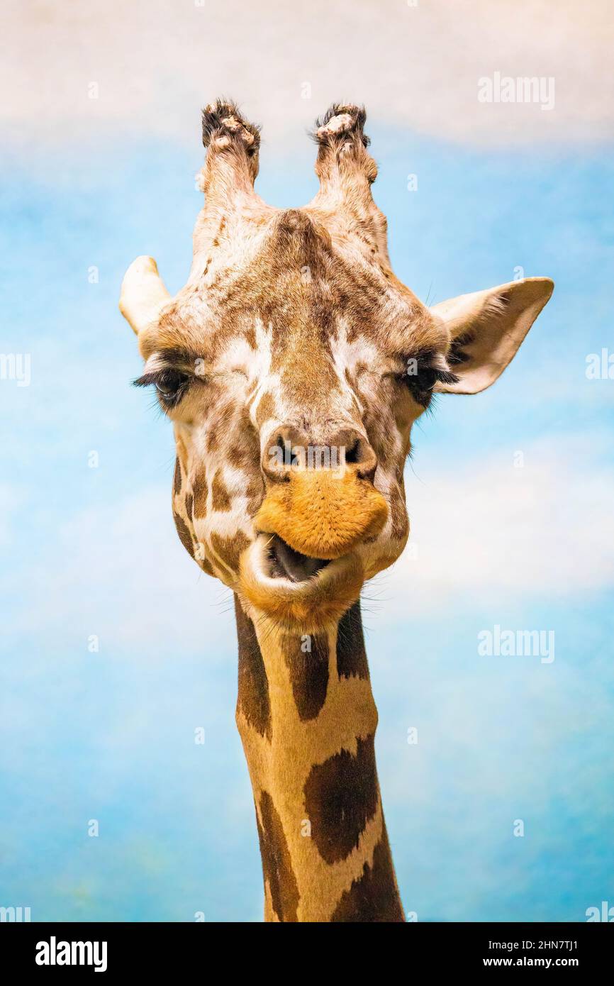 Funny looking giraffe hi-res stock photography and images - Alamy