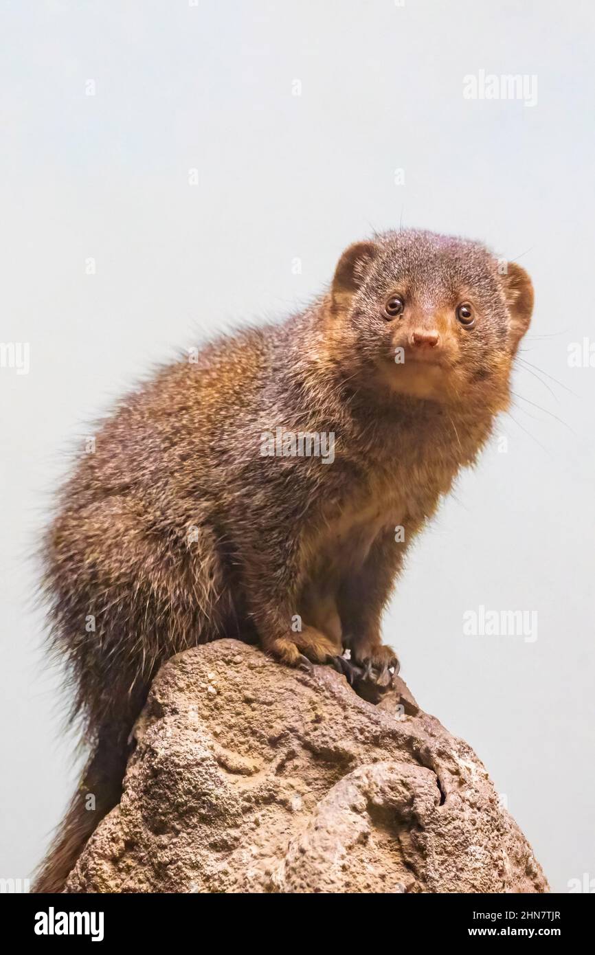 Cute mongoose close up portrait sitting on the rock Stock Photo - Alamy