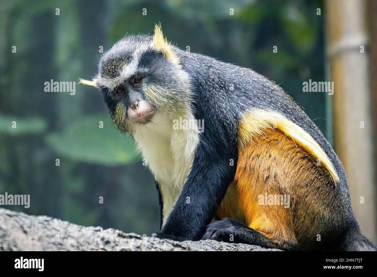 Cute looking Wolf's mona monkey portrait close up Stock Photo - Alamy