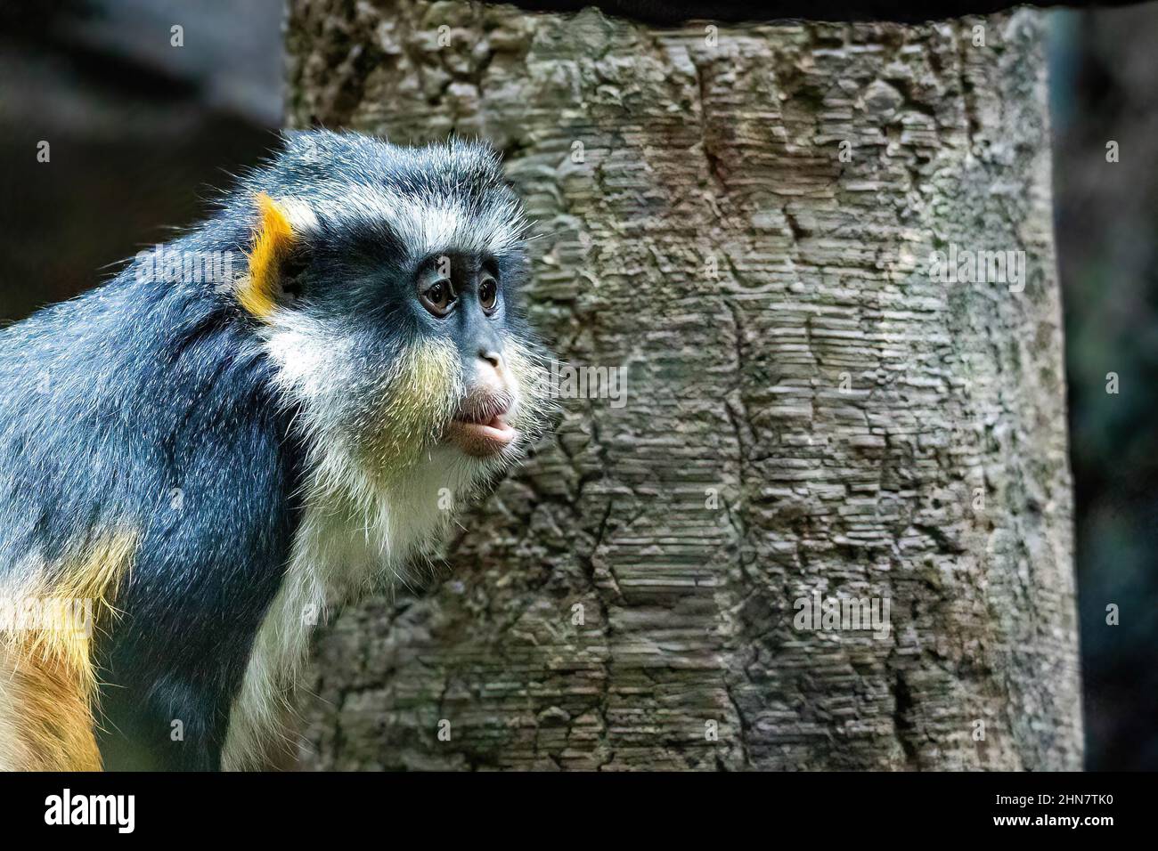 Cute looking Wolf's mona monkey portrait close up Stock Photo - Alamy